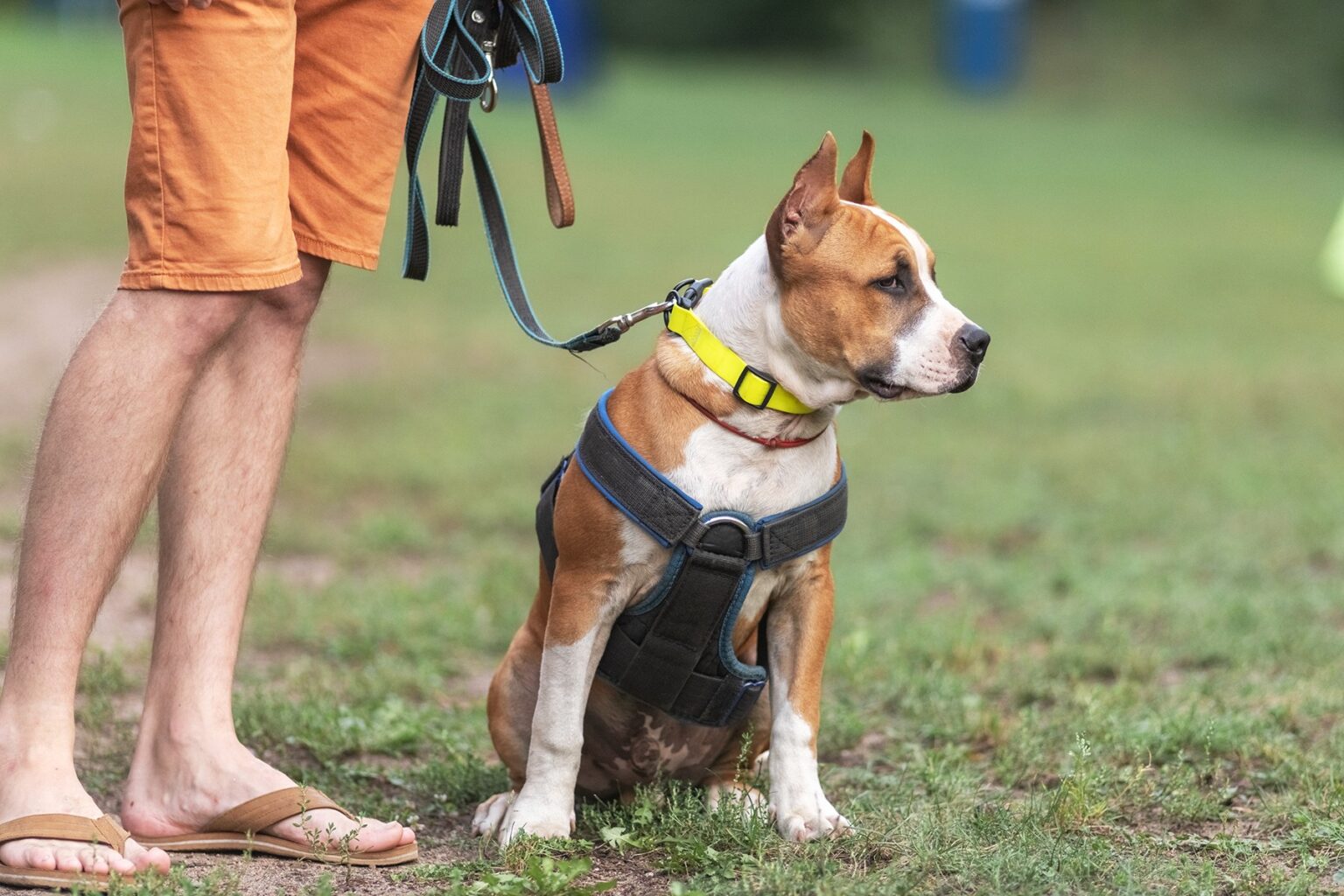 Pitbull Puppy Training Tips - Obedience Training - Dog Vills