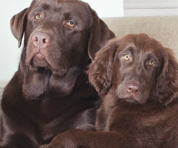 Top 100 Best 3 Letter Dog Names - DogVills