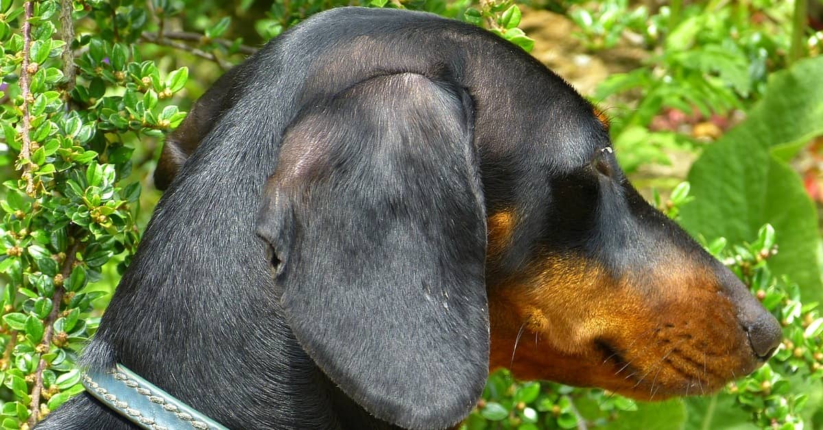 Best Small Breed Dogs Who Love to Hunt - DogVills