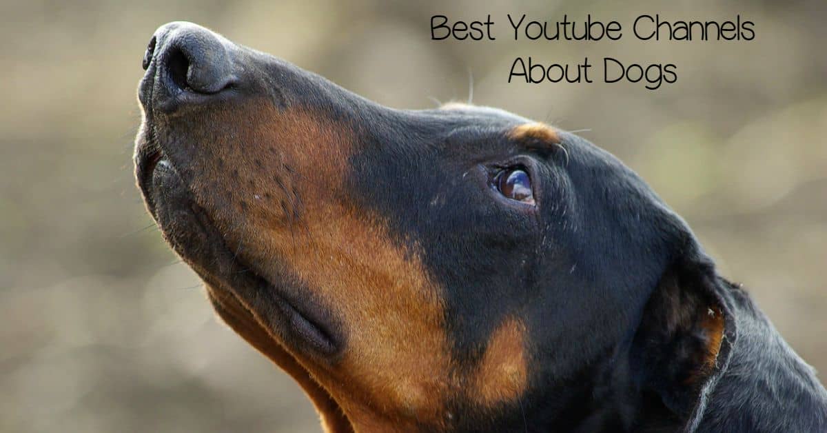 Best Youtube Channels About Dogs - DogVills
