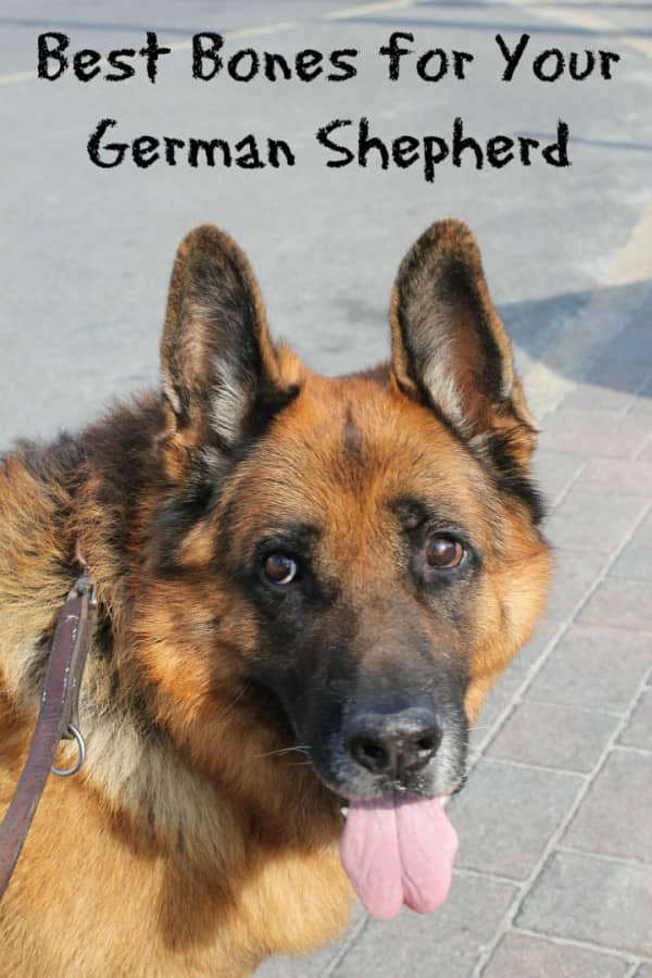 Best Bones for German Shepherds - DogVills