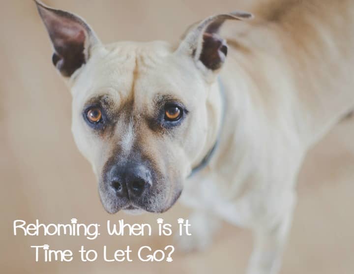 Rehoming Your Dog: Knowing When it's Time