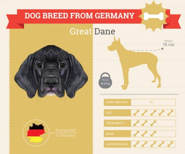 The Great Dane - Everything You Need To Know (Detailed Guide) - DogVills