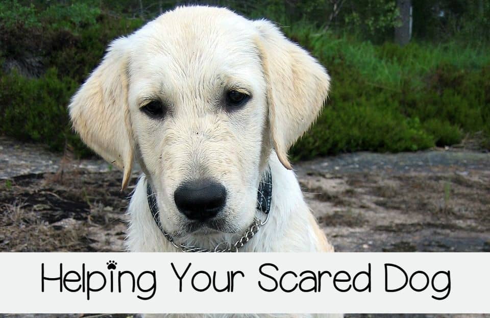 Scared Dog? Here's How to Help Him - DogVills