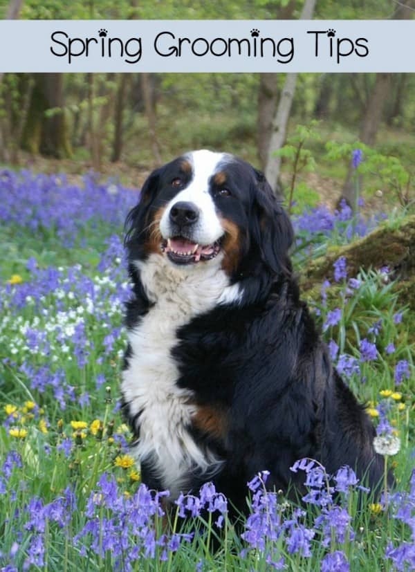 Survive Moulting Season with Our Spring Grooming Solutions - DogVills