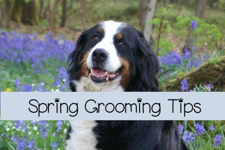 Survive Moulting Season with Our Spring Grooming Solutions - DogVills