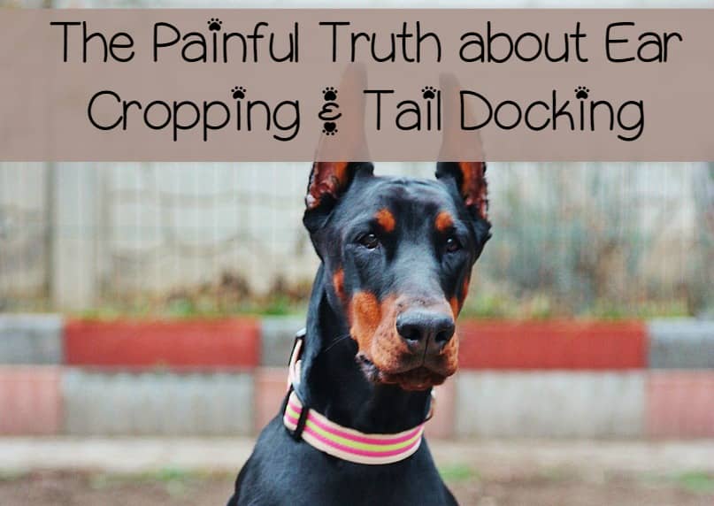 Ear Cropping and Tail Docking: Are they Ever Necessary?