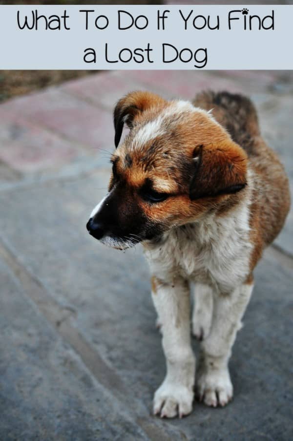What to Do if You Find a Lost Dog