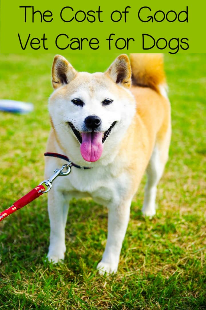 Medical Care for Dogs - It's Not Cheap - DogVills