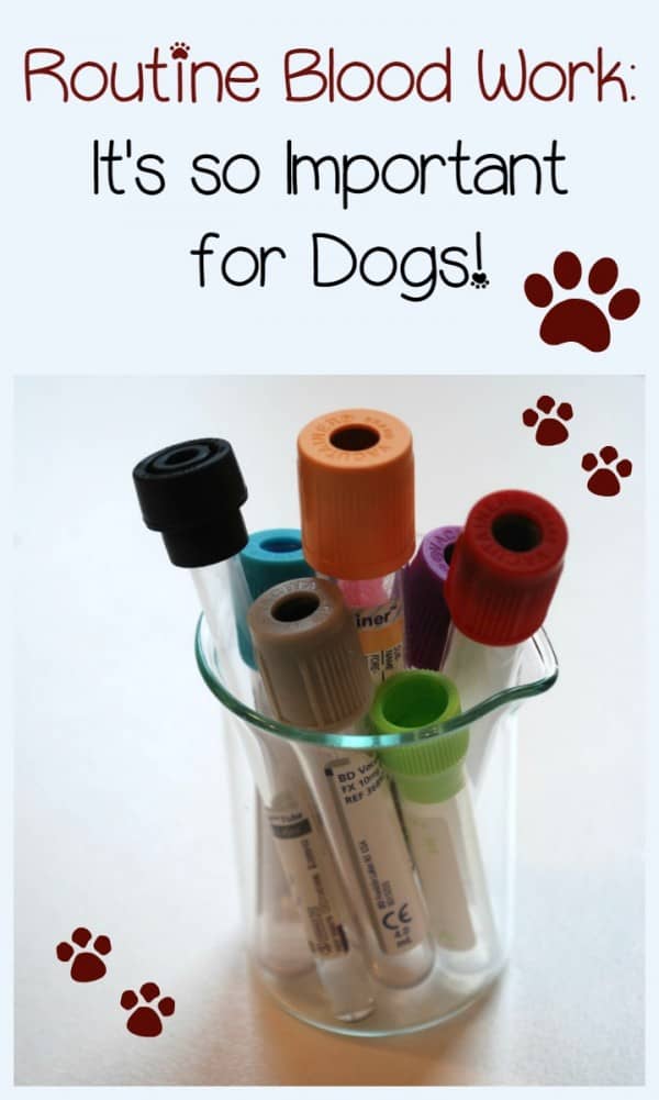 Why Routine Blood Work is so Important for Dogs