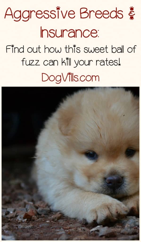 11 Breeds Which are ALWAYS on the Insurance Aggressive Dogs List - DogVills