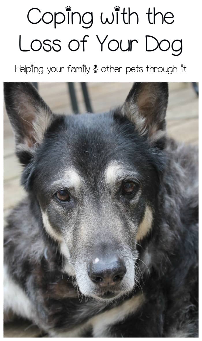 Coping with the Loss of Your Dog - DogVills