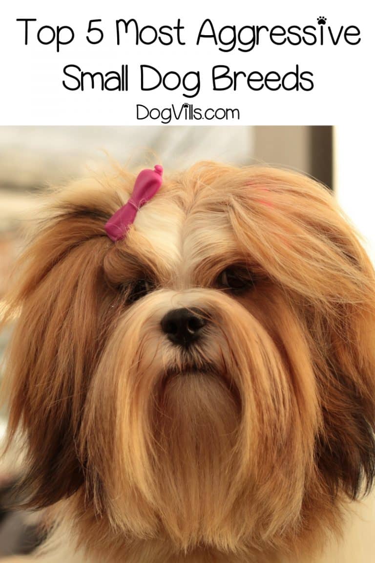 8 Most Aggressive Small Breed Dogs: Because Small Bites are Just as Bad ...