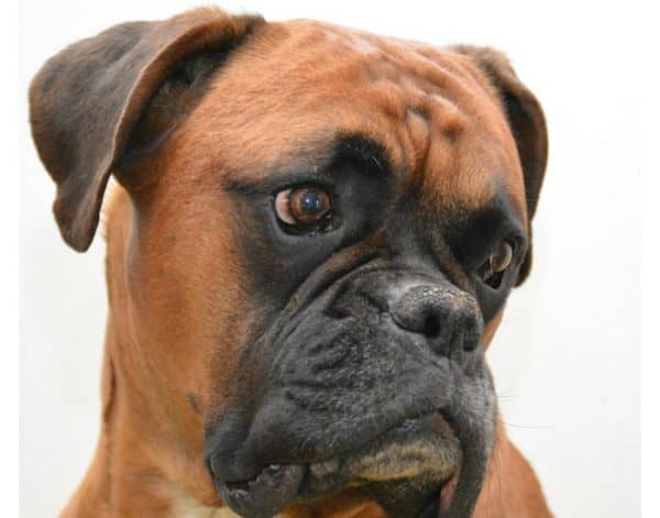 10 Worst Smelling Dog Breeds - DogVills