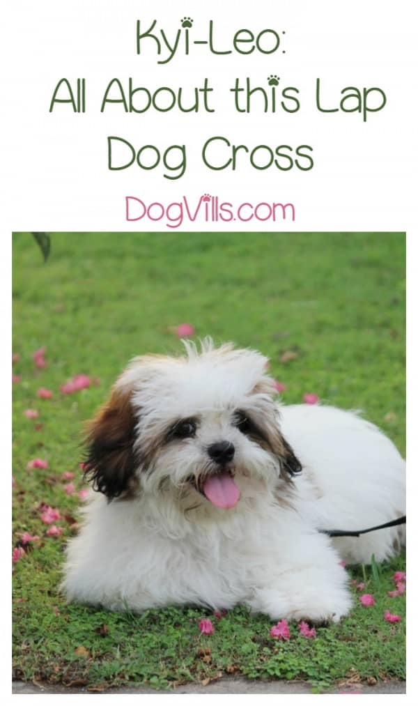 Is the Kyi-Leo a Hypoallergenic Dog?
