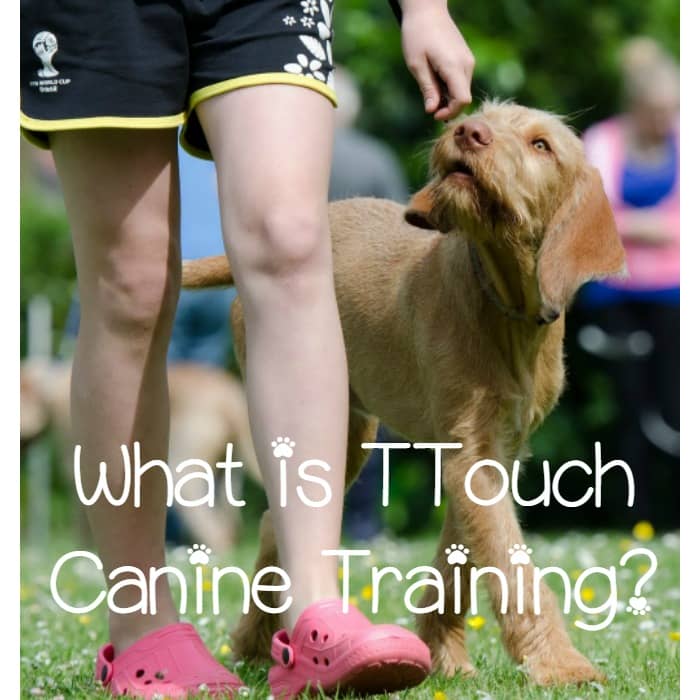 TTouch Canine Training - What is It - DogVills