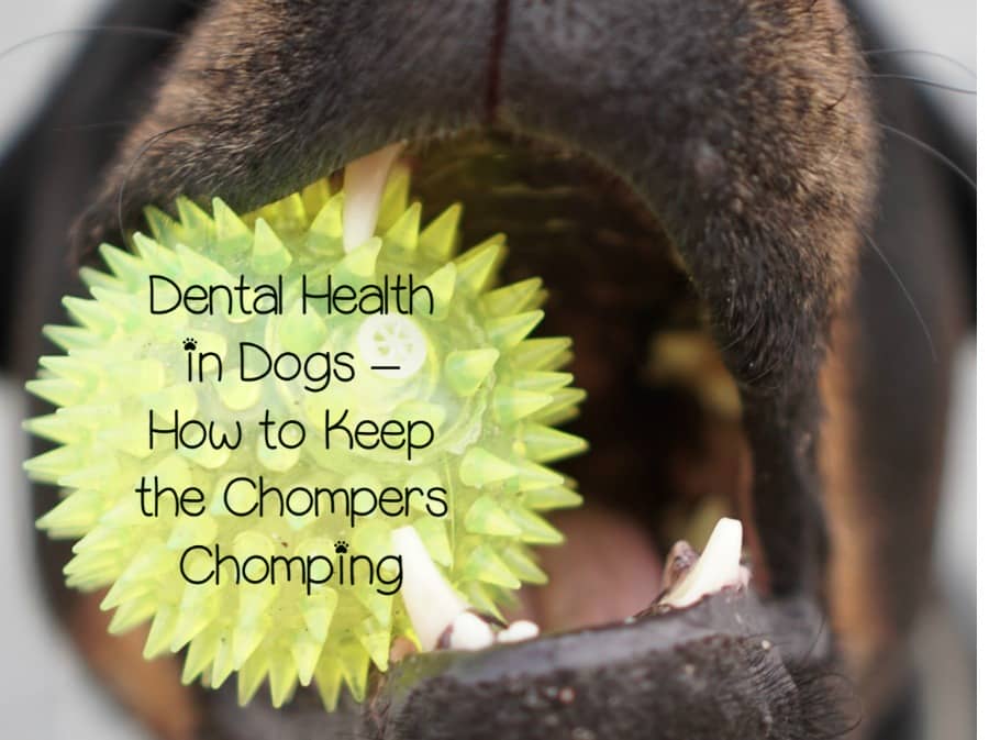 What should I do when my dog starts losing his teeth?