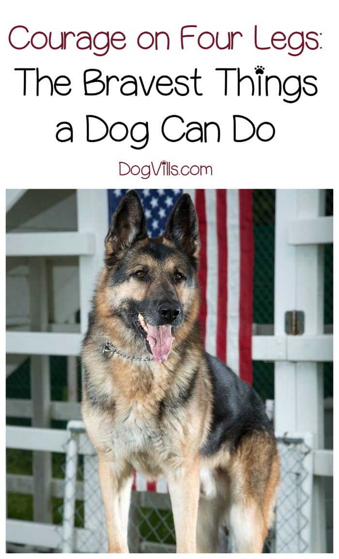 Four of the Bravest Things a Dog Can Do- DogVills