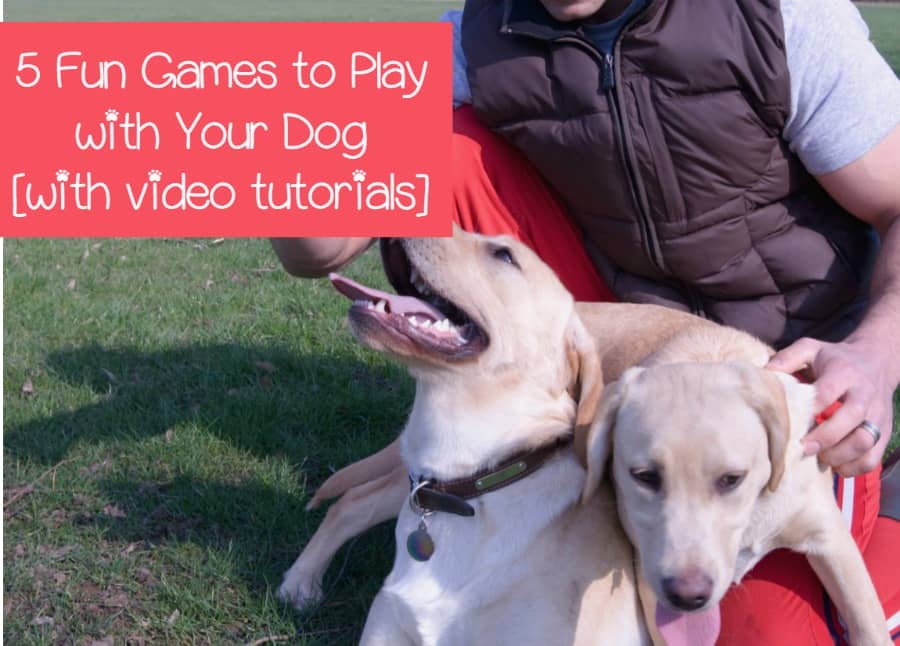 5 Fun Training Games for Dogs [with video tutorials] - DogVills