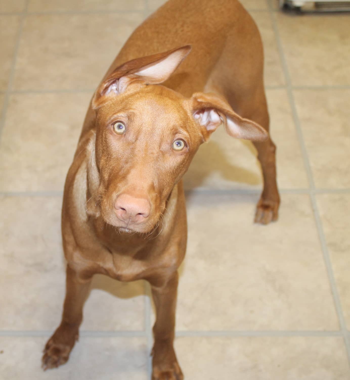 Signs You May Be Loving Your Dog a Little TOO Much - DogVills