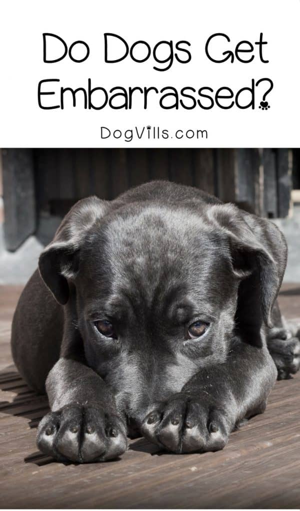 Embarrassed Dog: Do They Really Feel Mortification?