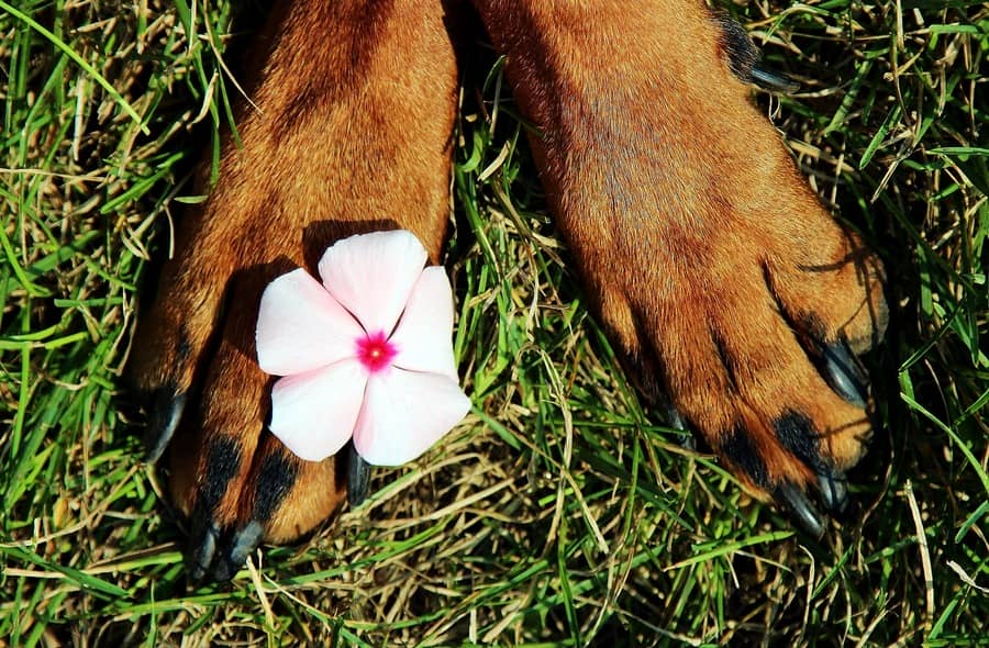 Brittle Nails in Dogs - A Common Issue with Many Causes - DogVills