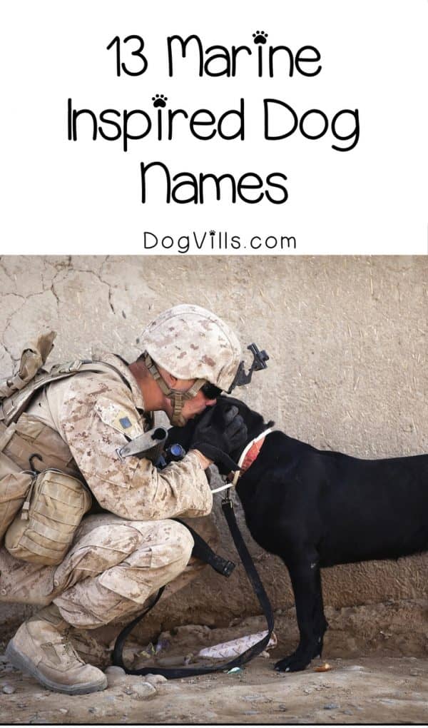 13 Awesome Marine Inspired Dog Names - DogVills