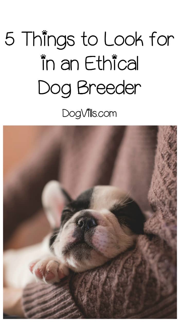 5 Steps to Find an Ethical Dog Breeder - DogVills