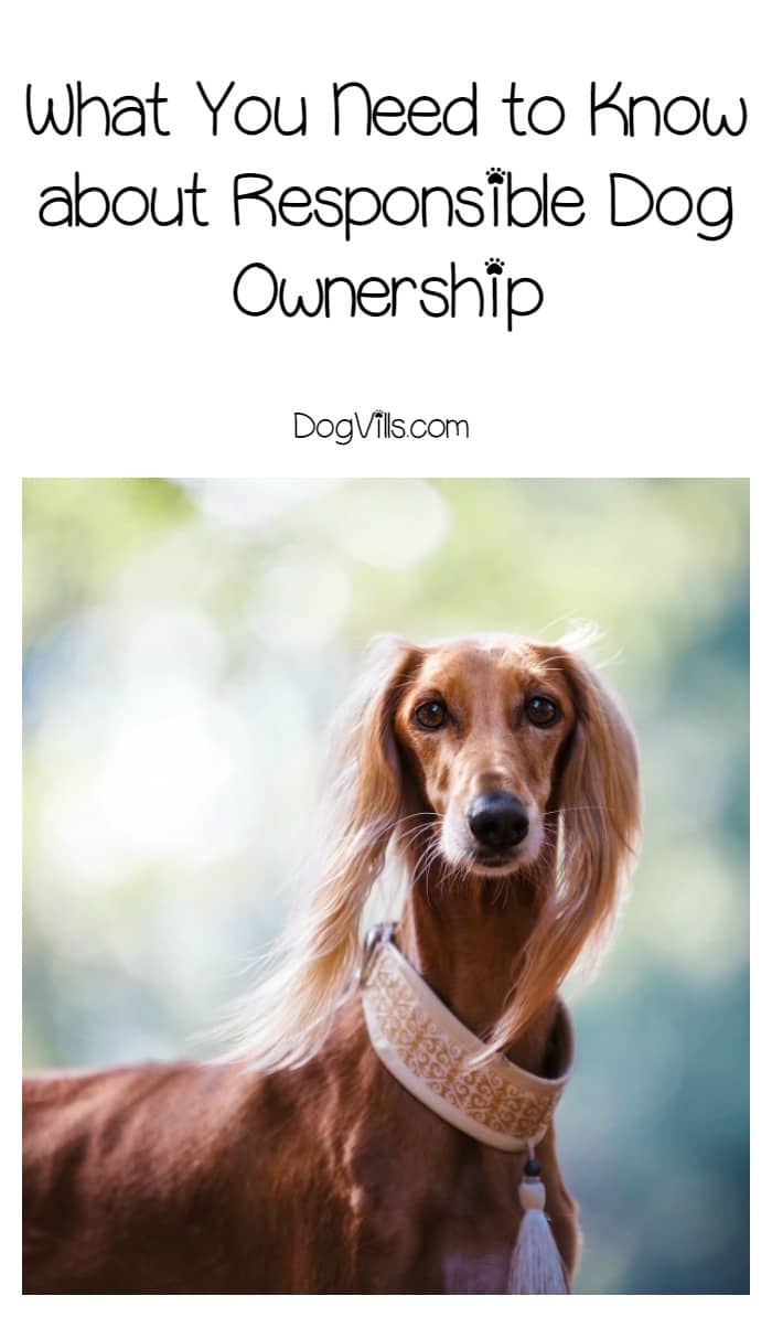 What You Need to Know about Responsible Dog Ownership - DogVills
