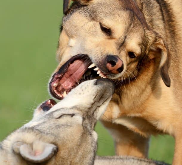 Protective Behavior in Dogs - Protection vs. Aggression - DogVills