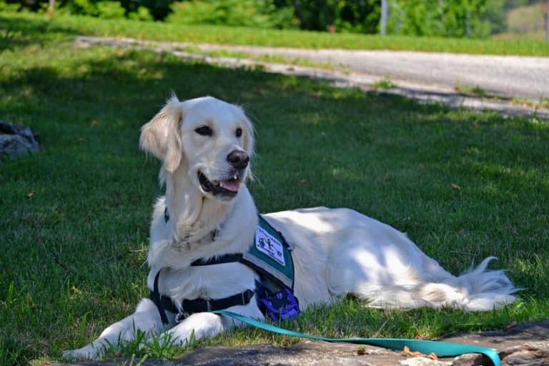 Top 10 Best Service Dogs for PTSD - DogVills