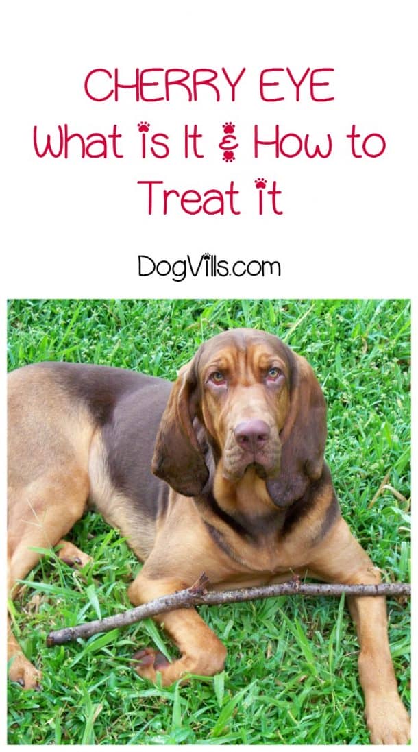 What is Cherry Eye in Dogs & How Do You Treat It? - DogVills