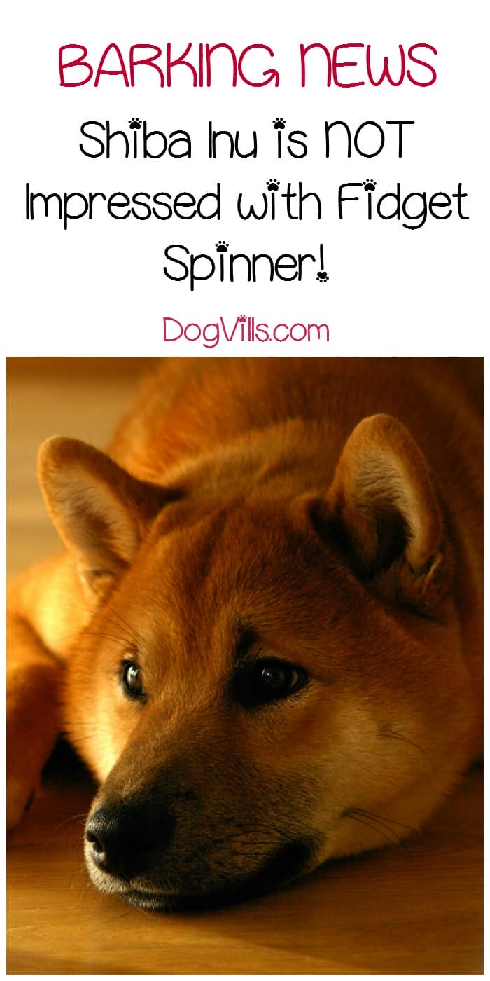 This Shiba Inu Dog Is Not Impressed with Fidget Spinner! - DogVills
