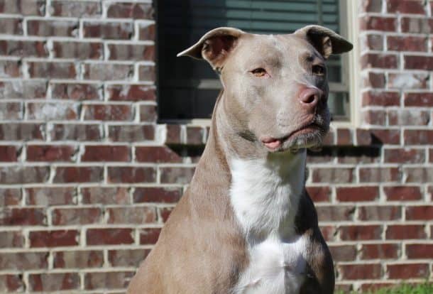 Shar Pei Pitbull Mix: Everything You Need to Know - DogVills