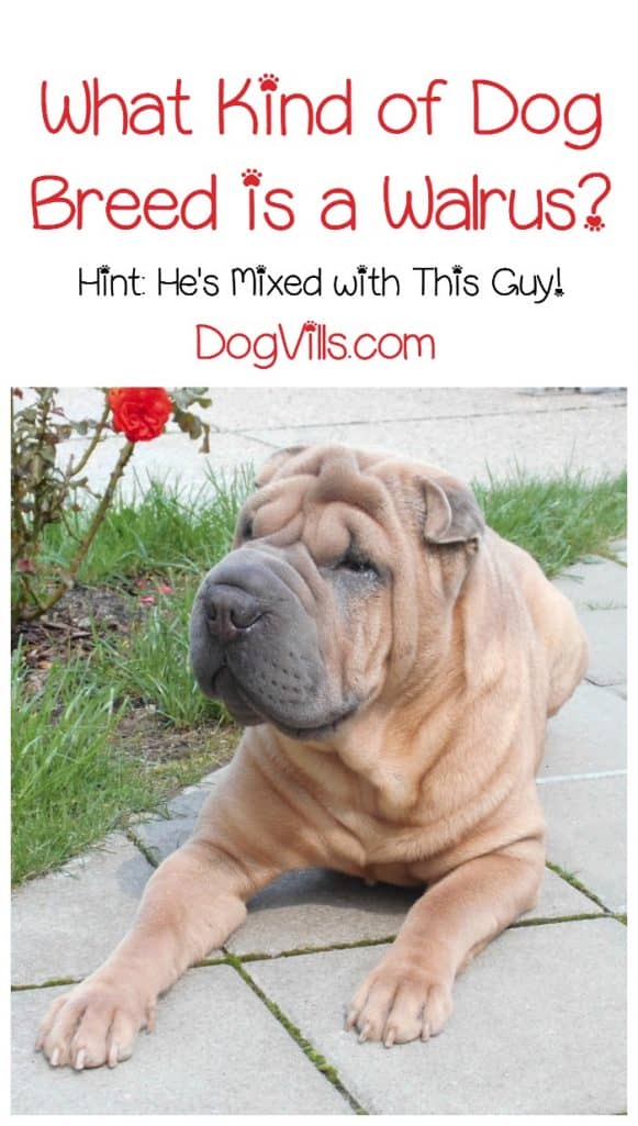 What Kind of Dog is a Walrus? (Complete guide)