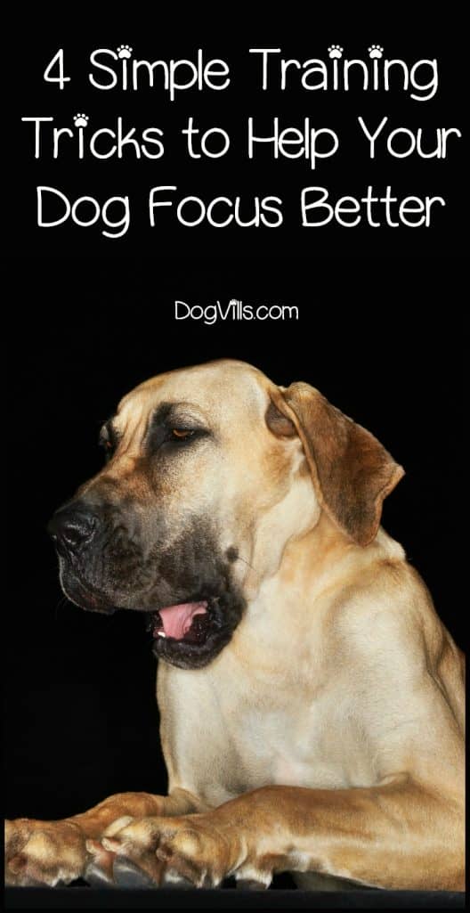 Simple Training Tricks for Increasing Focus in Your Dog - DogVills