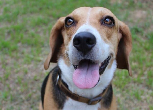 Protective Behavior in Dogs - Protection vs. Aggression - DogVills