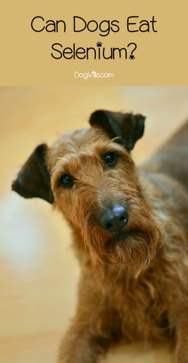 Selenium for Dogs: Can Dogs Eat Selenium Supplements?