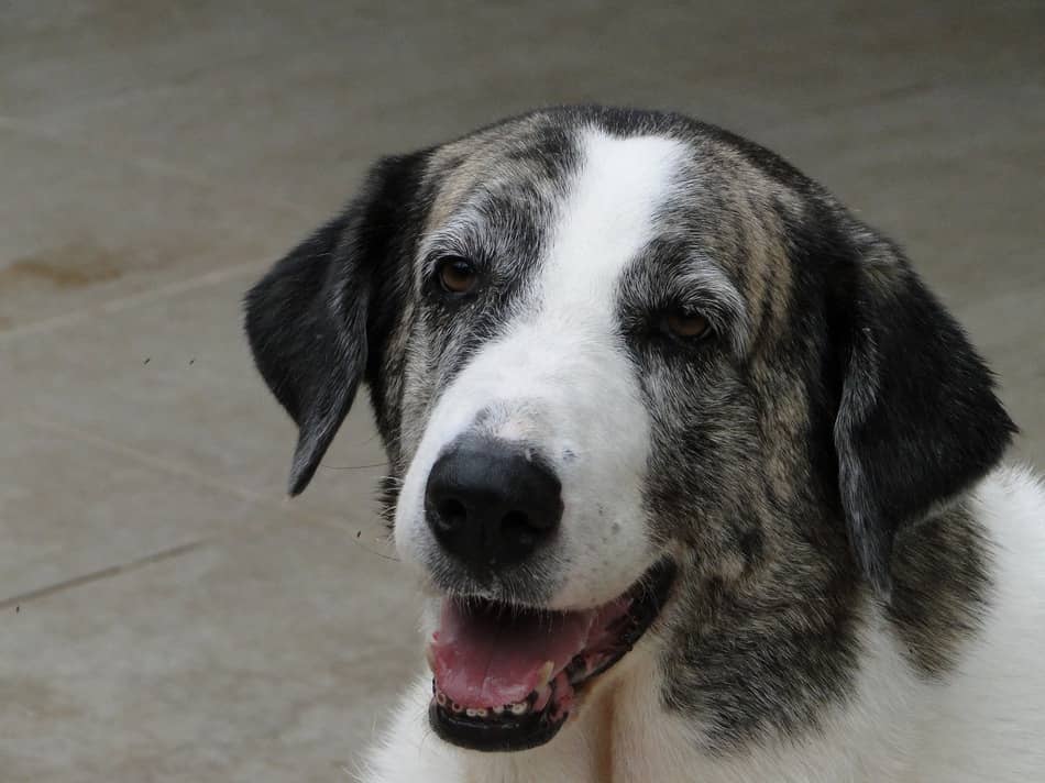 5 Things I Wish You Knew Before Euthanizing Your Dog - DogVills