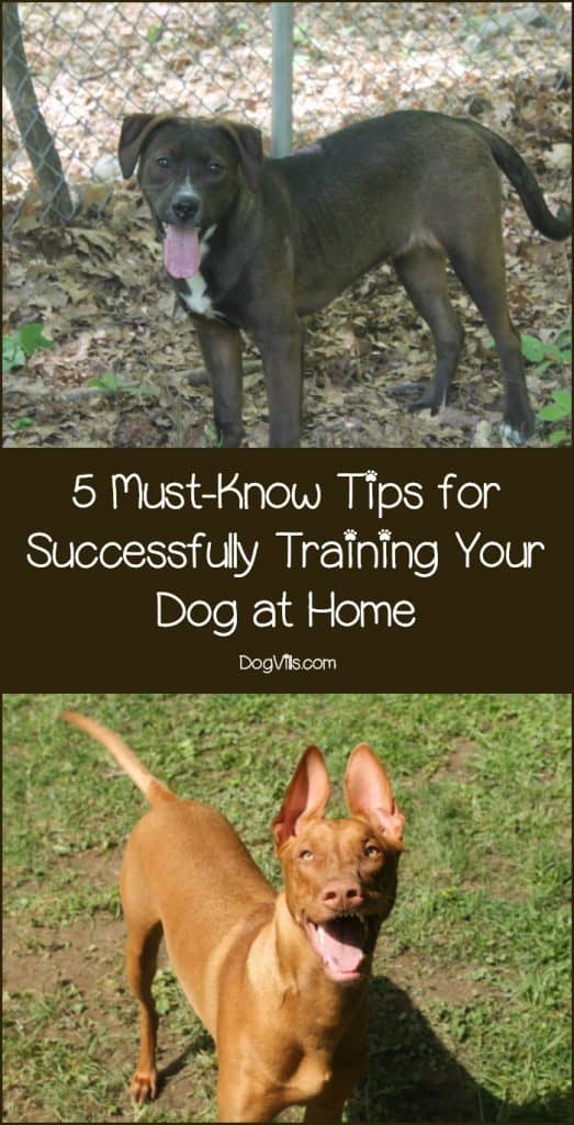 5 Must-Know Tips for Successfully Training Your Dog at Home - DogVills