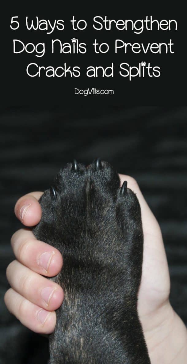 How to Strengthen Dog Nails (So They Stop Cracking, Splitting, and ...