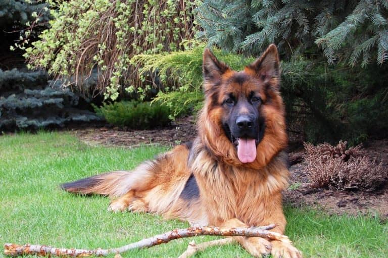 How to Get a Service Dog for Anxiety (Comprehensive Guide)