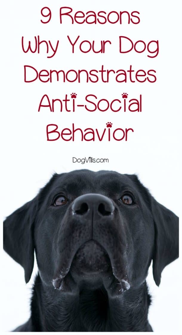 Anti-Social Behavior in Dogs: 9 Reasons Why It Happens - DogVills