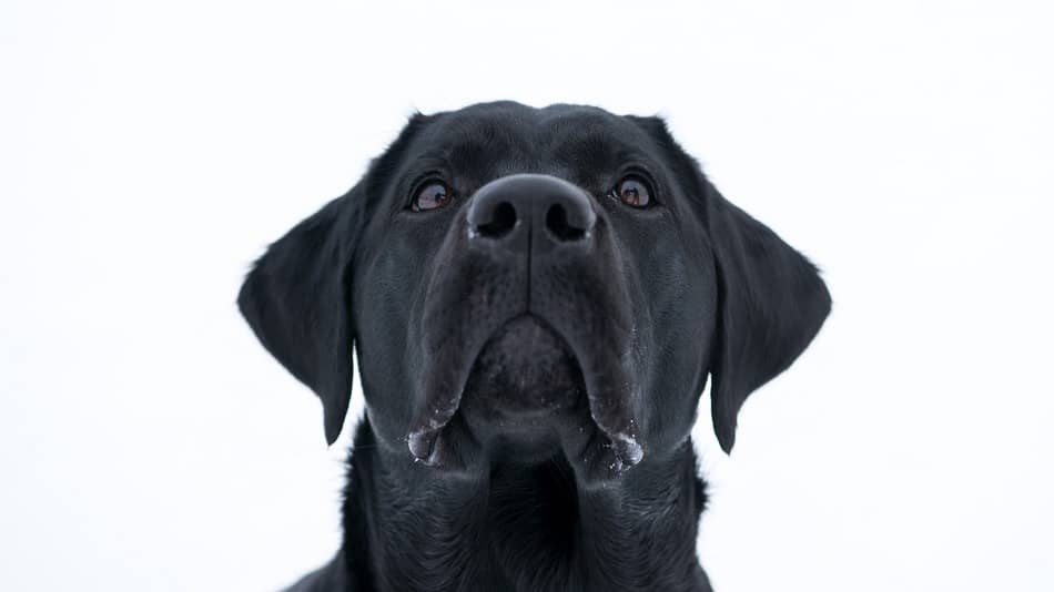 Anti-Social Behavior in Dogs: 9 Reasons Why It Happens - DogVills