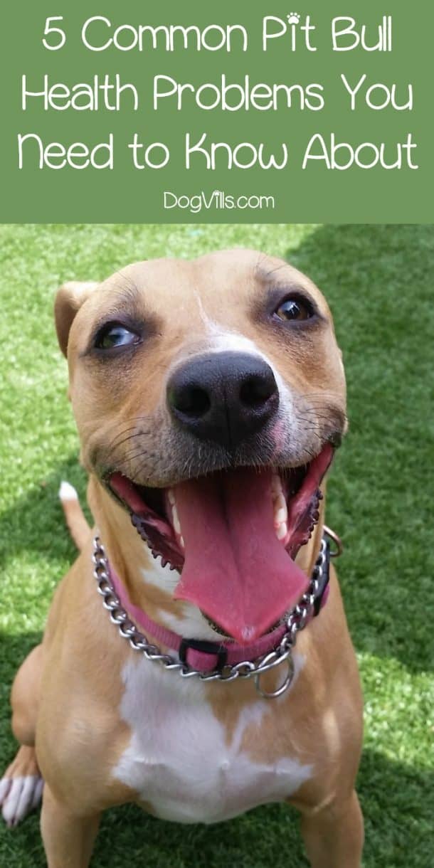 5 Common Pitbull Health Conditions (Symptoms & Prevention)