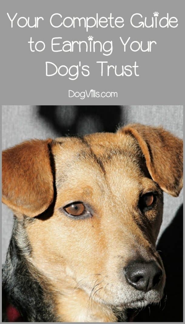 How Do You Earn a Dog's Trust? (Complete Guide) - DogVills