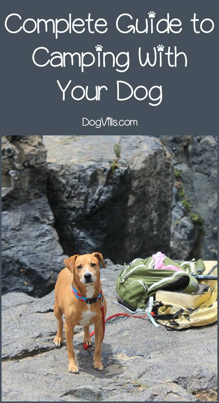 Complete Guide to Taking Your Dog Camping - DogVills