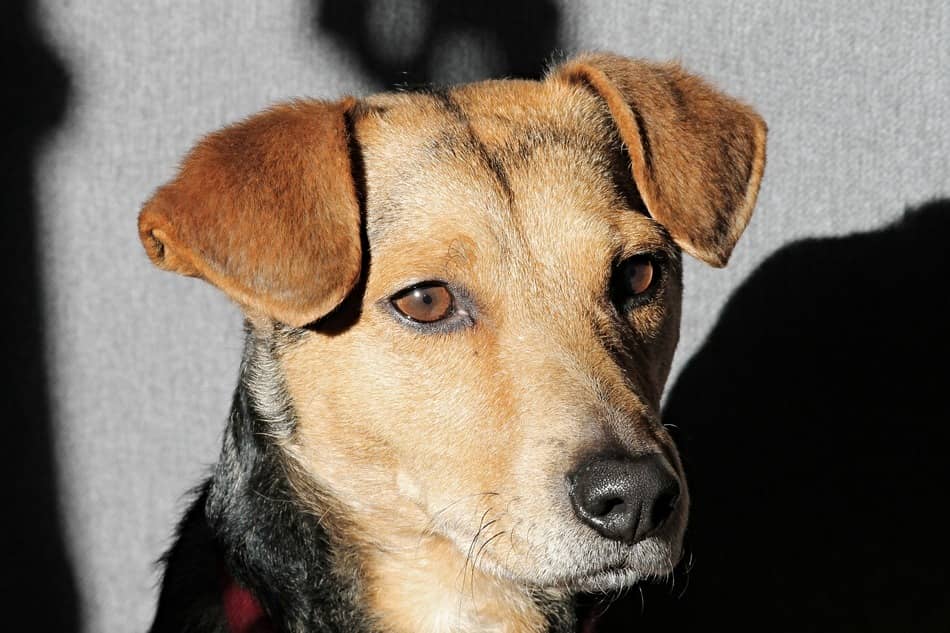 How Do You Earn a Dog's Trust? (Complete Guide) - DogVills