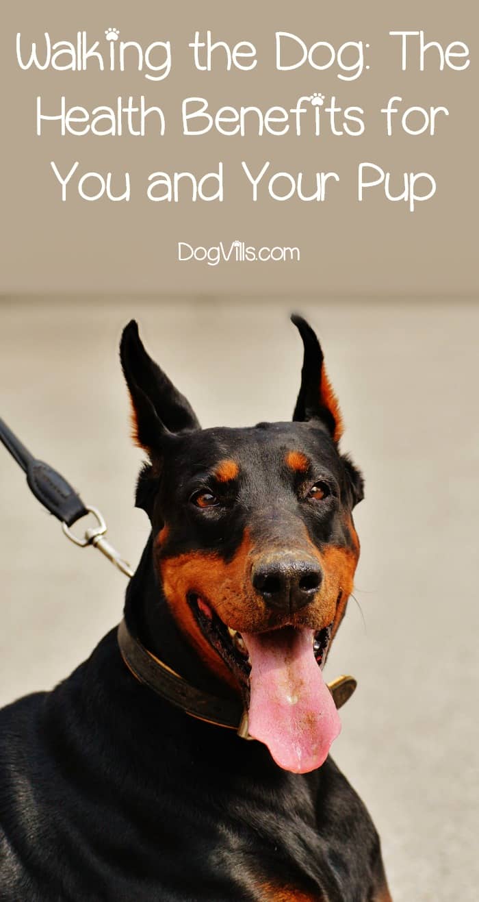 Walking the Dog: The Health Benefits for You and Your Pup - DogVills