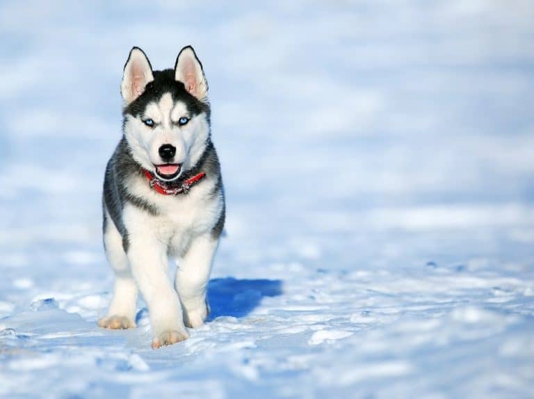 7 Best Pack Dog Breeds - DogVills